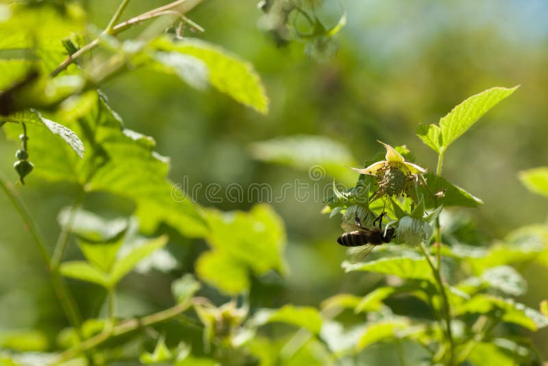 Bee Gathering Pollen a Raspberry Flowers.Collection of Honey and ...