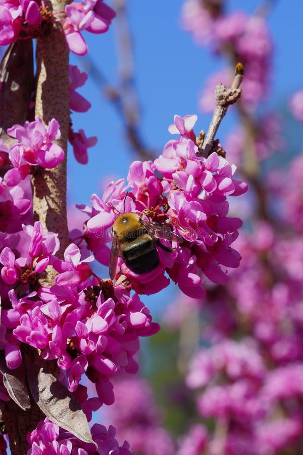 Bee Gathering Pollen on a Redbud Tree Stock Image - Image of springtime ...
