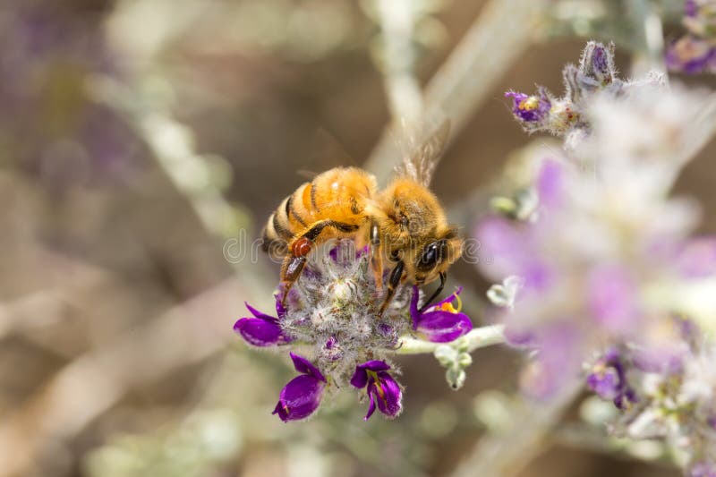 Sagebrush Desert - Nevada stock image. Image of nevada - 72682473
