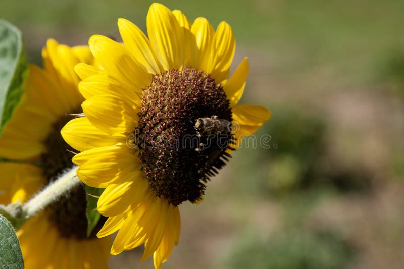 Bee Gathering Pollen in Sunflower Field, Macro View Stock Image - Image ...