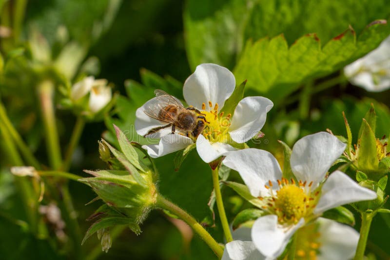 Bee Gathering Pollen from a White Blooming Strawberry Flower. Stock ...