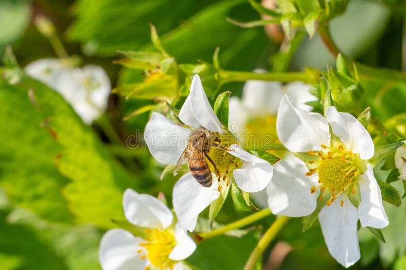 Bee Gathering Pollen from a White Blooming Strawberry Flower. Stock ...