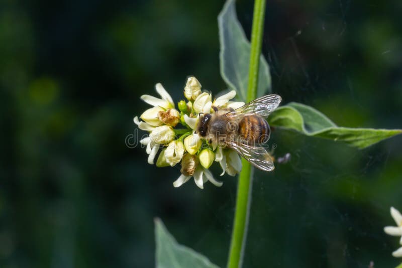 Bee Gathering Pollen from a White Flower on a Summer Day. Close Up ...
