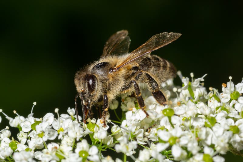 Bee Gathering Pollen from a White Flower on a Summer Day. Close Up ...