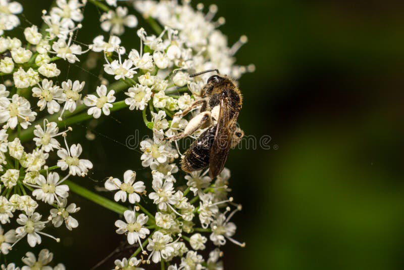 Bee Gathering Pollen from a White Flower on a Summer Day. Close Up ...