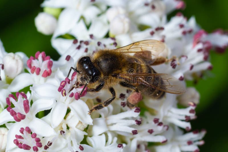 Bee Gathering Pollen from a White Flower on a Summer Day. Close Up ...