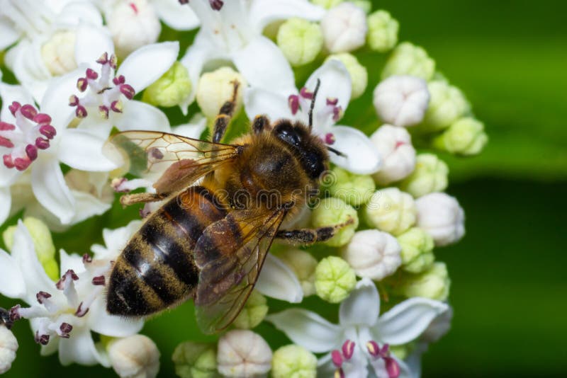 Bee Gathering Pollen from a White Flower on a Summer Day. Close Up ...