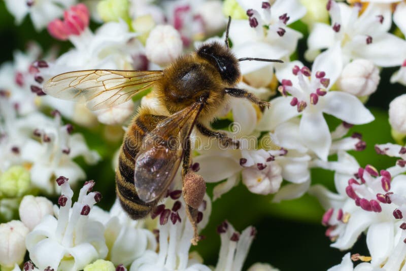 Bee Gathering Pollen from a White Flower on a Summer Day. Close Up ...