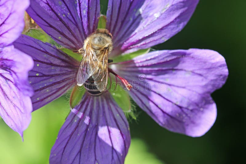 Bee on a geranium flower stock photo. Image of purple - 252596902