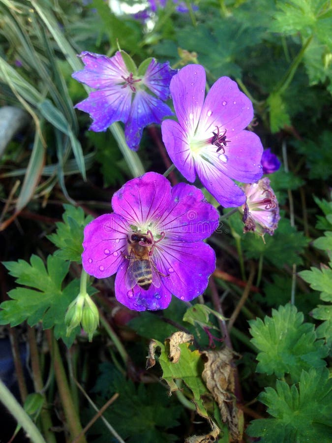 Bee on geranium stock image. Image of flowerpots, summer - 75768081