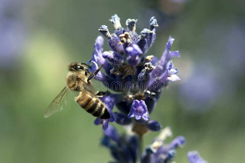 A Bee Getting Nectar and Pollen from a Violet Levander. Stock Photo ...