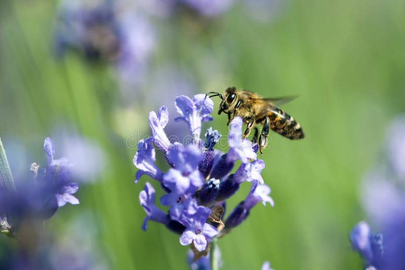A Bee Getting Nectar and Pollen from a Violet Levander. Stock Image ...
