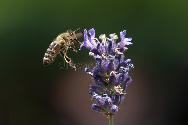 A Bee Getting Nectar and Pollen from a Violet Levander. Stock Image ...