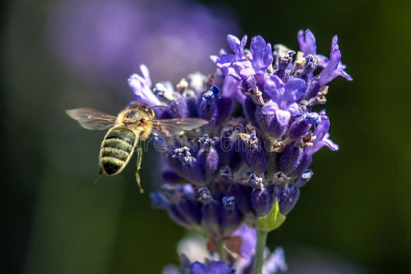 A Bee Getting Nectar and Pollen from a Violet Levander. Stock Photo ...