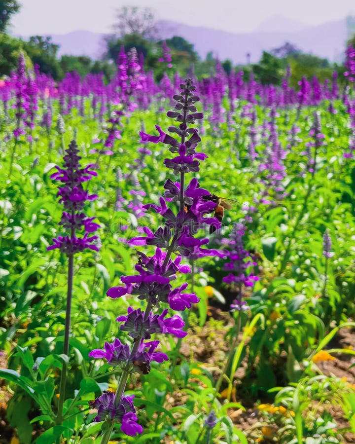 Bee Getting Pollen in a Lavender Field Stock Photo - Image of spring ...