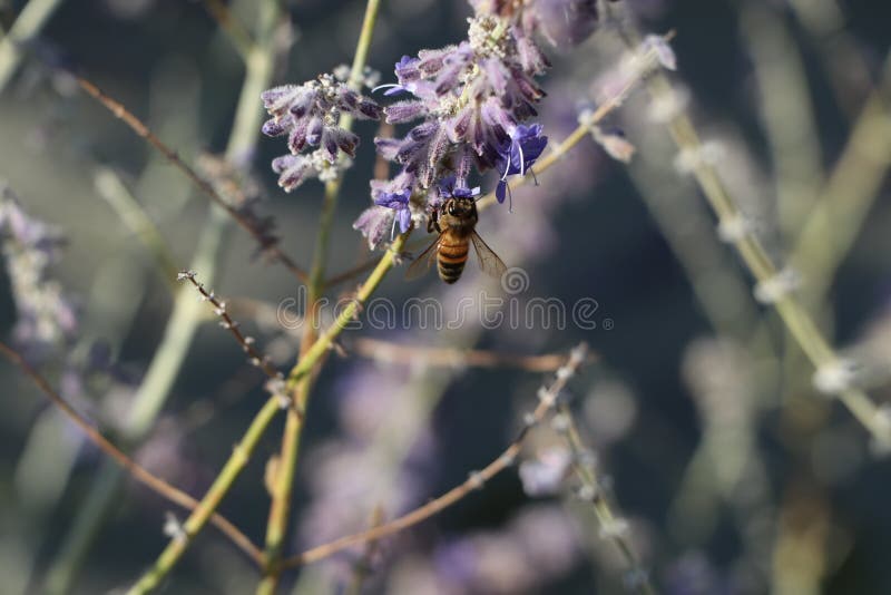Bee Getting Pollen on Lavender Stock Image - Image of insect, purple ...