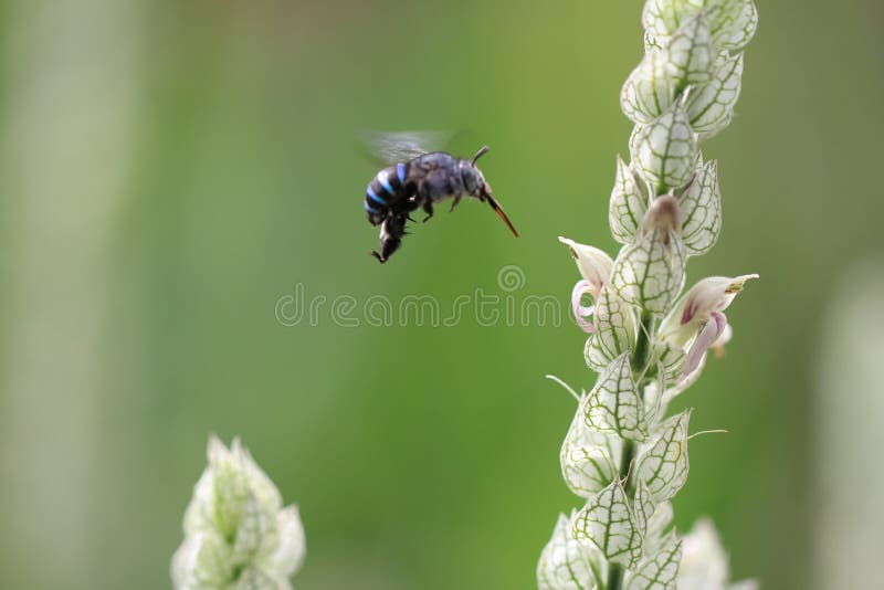 Bee getting syrup. stock image. Image of whiteflower - 62657233