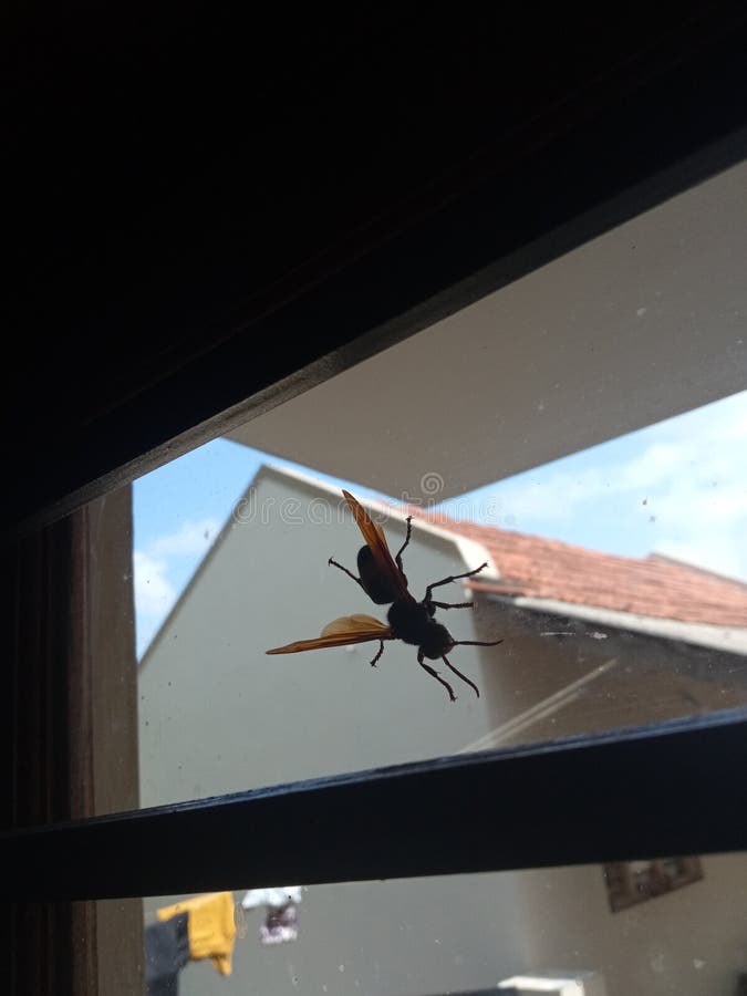 Bee on a glass window stock photo. Image of lighting - 222038660