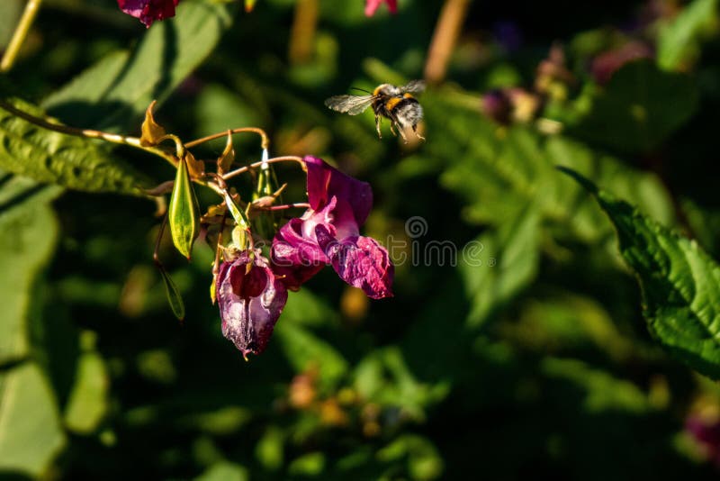Bee Going To the Purple Flower To Pollinate Stock Image - Image of ...