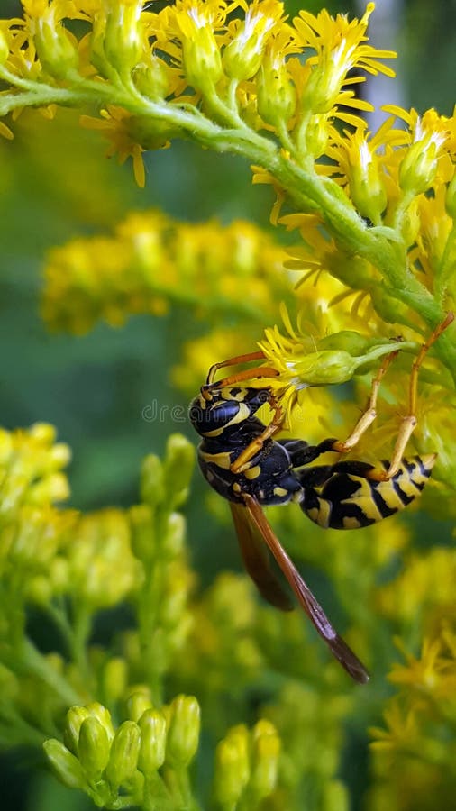 Bee and Goldenrodes stock photo. Image of yellow, honey - 124988342