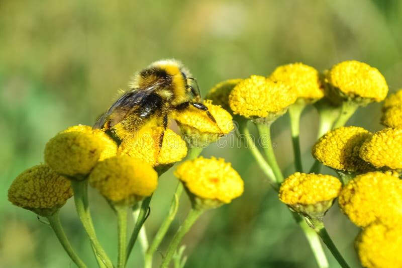 A bee on the grass stock image. Image of invertebrate - 211468653