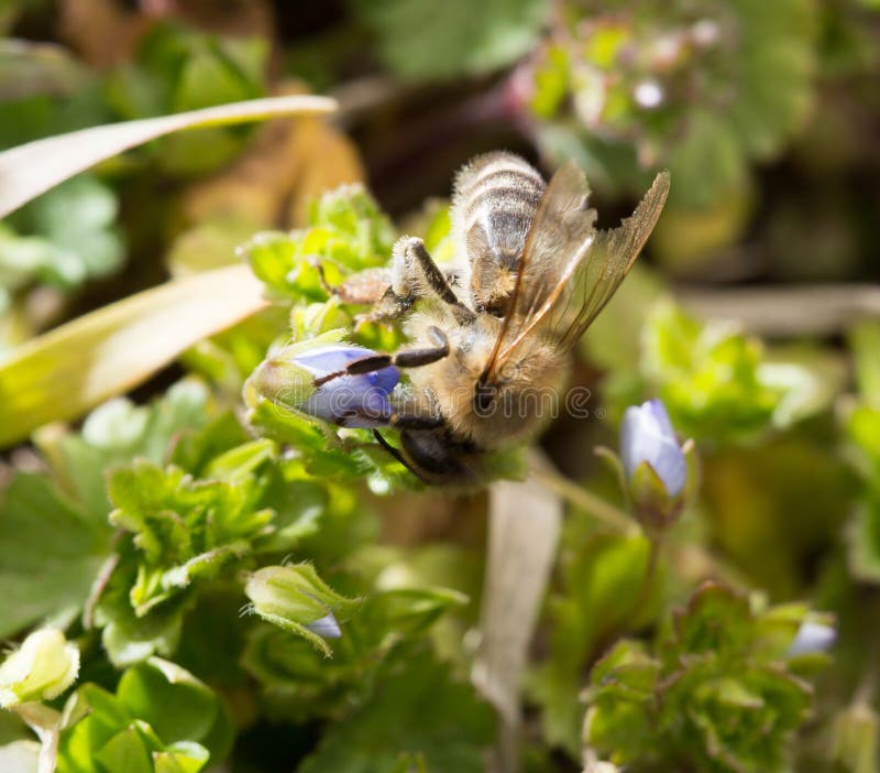 Bee in the Grass on the Flowers Stock Photo - Image of summer, spring ...