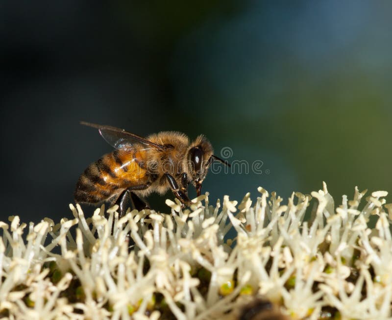 Bee on Grass Tree Flowers, Xanthorrhoea Stock Photo - Image of insect ...