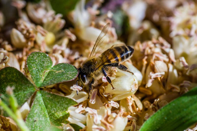 Bee on the ground stock photo. Image of arthropod, honeybee - 180213050