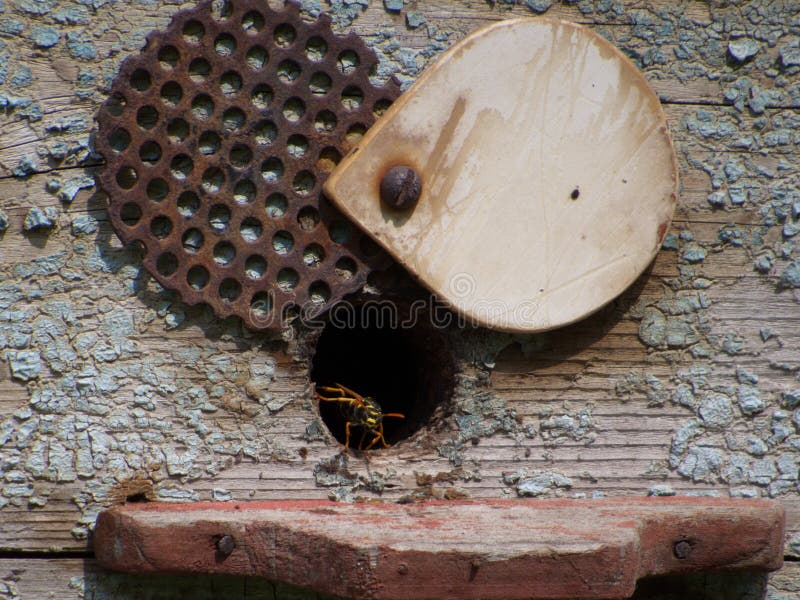Bee stock image. Image of enter, house, owner, wasp, welkome - 32787971