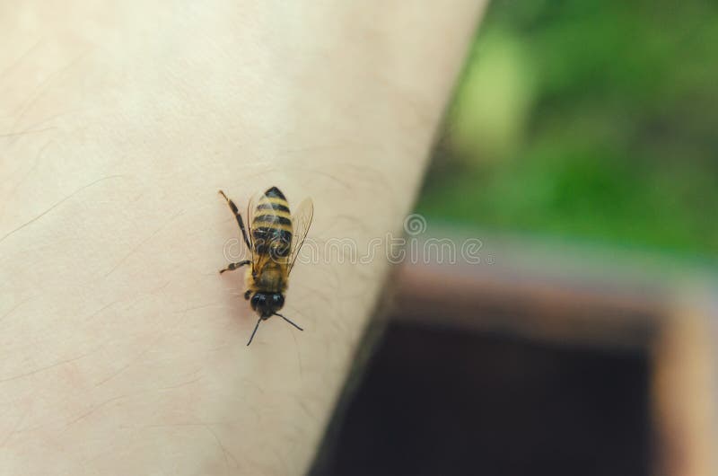 Bee on hand stock image. Image of blue, flower, nature - 103126751