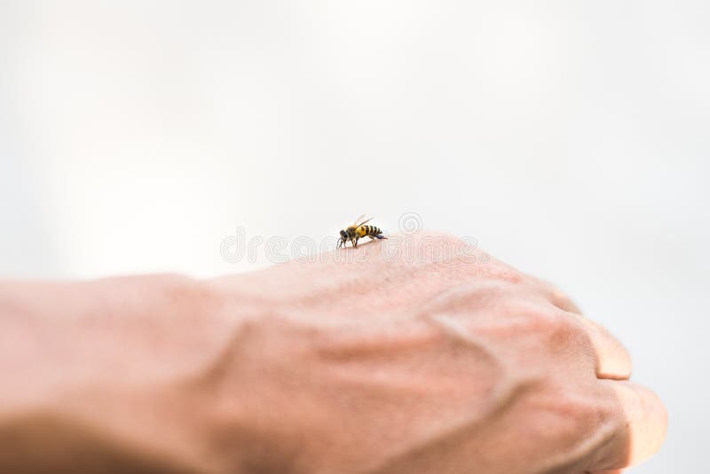 Bee on Hand stock photo. Image of closeup, skin, poison - 76029516