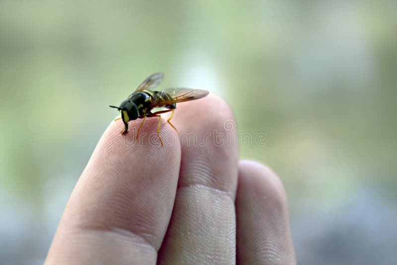 Bee on hand close up stock image. Image of attack, movement - 106225231