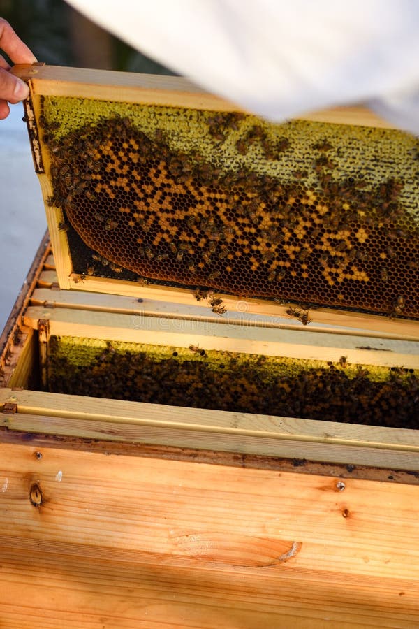 Bee Happy with Honey stock image. Image of beach, palm - 277323019