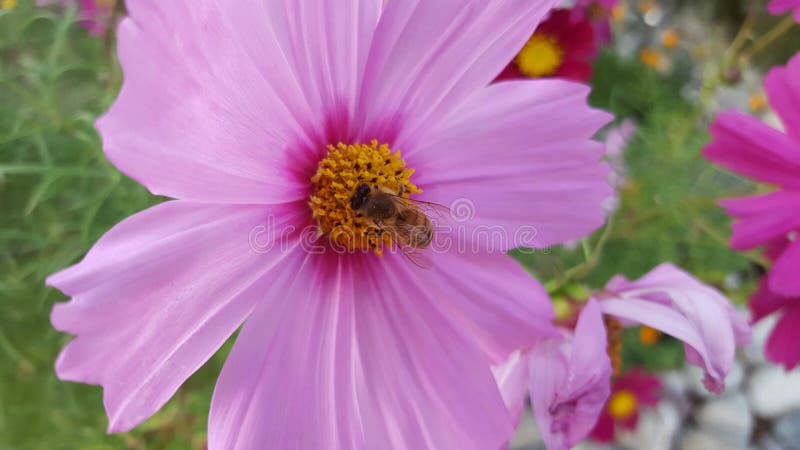 Nature provides stock photo. Image of work, nature, hard - 132898936