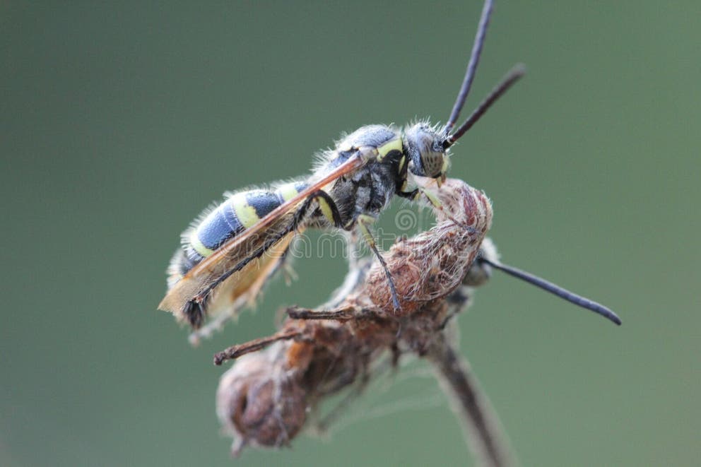 Bee Hard Worker stock image. Image of animal, insect - 347244671