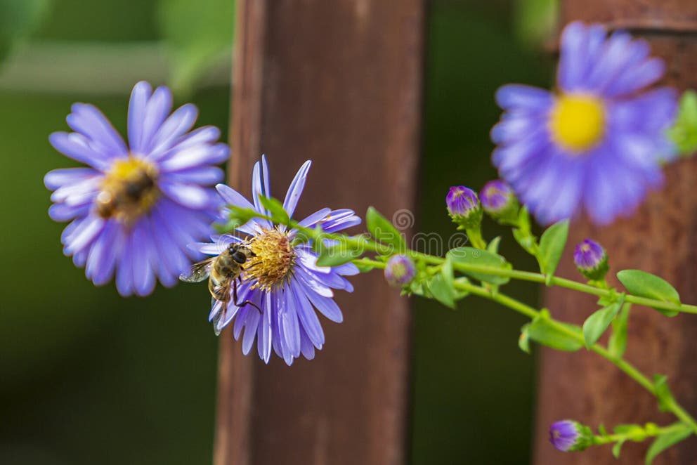 Bee Harvesting Pollen Form a Flower Stock Photo - Image of purple ...