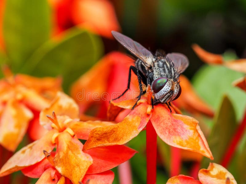Drinking Drinking Bee.One More !! Stock Photo - Image of sweet, flower ...