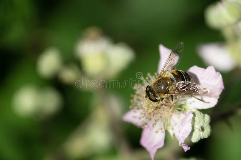Bee having aa snack stock image. Image of honeybee, insect - 190794561