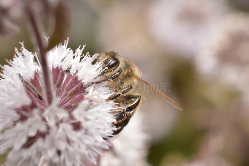 Bee having lunch stock photo. Image of plant, invertebrate - 282537608