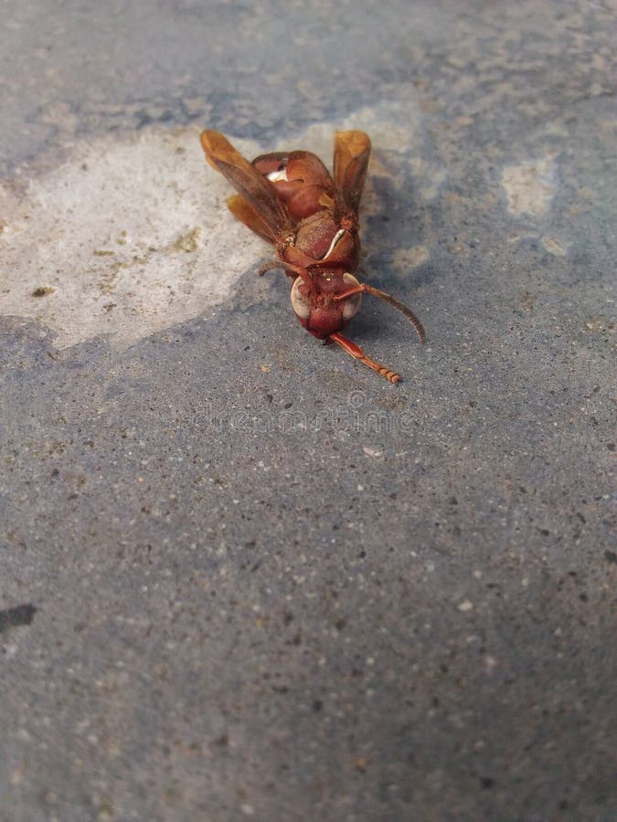 Bee hawk dawn stock image. Image of sand, wildlife, dawn - 249341731