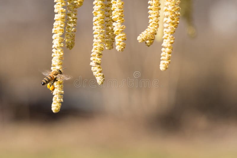Bee on hazel plant stock image. Image of nectar, flying - 88969741