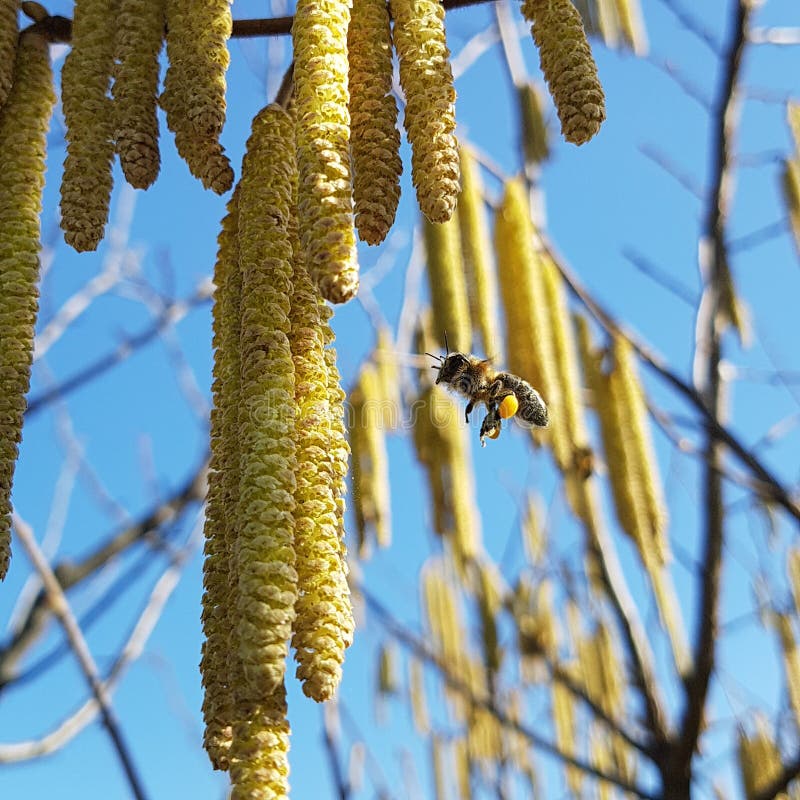 Bee and Hazel Pollen in Early Spring Stock Image - Image of hazel ...