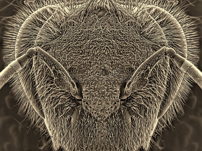 Bee Under A Microscope