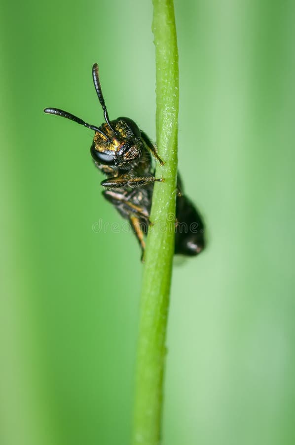 173 Bumblebee Hiding Photos - Free & Royalty-Free Stock Photos from ...