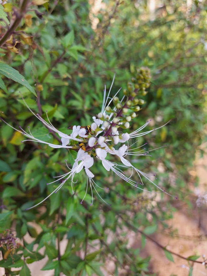 Bee hiding stock image. Image of grass, white, produce - 221579041