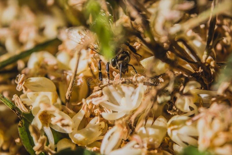 Bee Hiding while on the Ground Stock Photo - Image of ground, flying ...