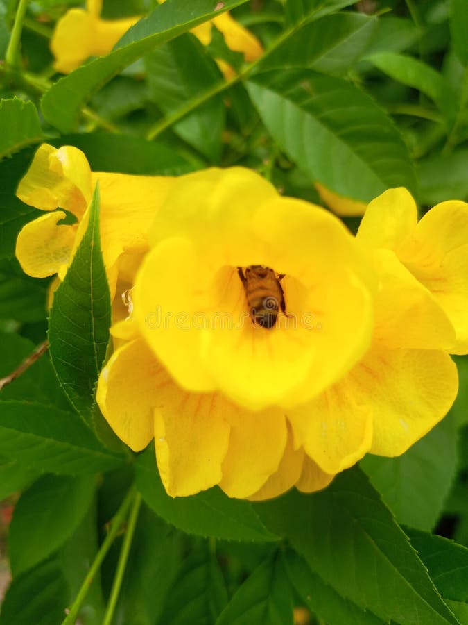 Bee Hiding Inside a Beautiful Flower Stock Photo - Image of flower ...