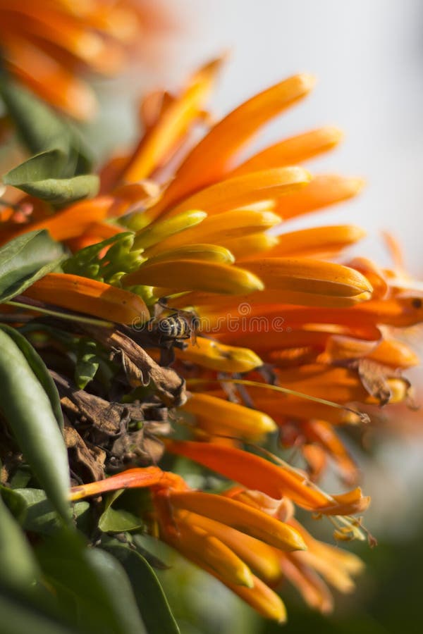 Bee Hiding in an Orange Climbing Plant Stock Photo - Image of green ...