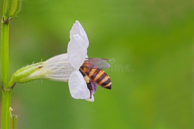 Hiding bee stock image. Image of hide, white, wildlife - 117074793