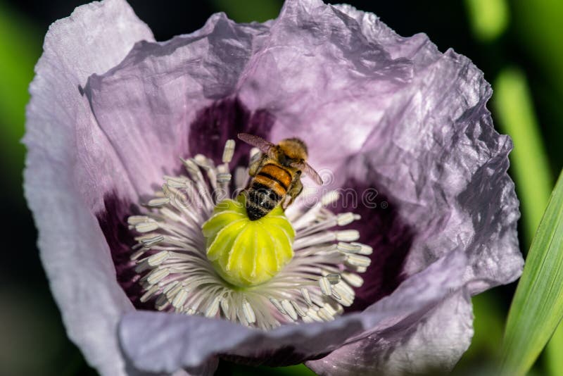 Bee-hind Poppy stock image. Image of pollinator, honeybee - 94916603